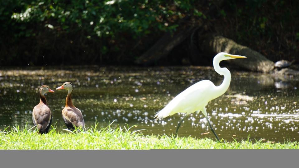 “If It Quacks Like A Duck” …What If It Doesn’t Quack? Can It Be A Duck ...