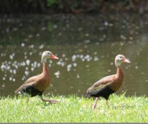 “If It Quacks Like A Duck” …What If It Doesn’t Quack? Can It Be A Duck ...