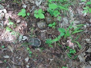 The Eastern Box Turtle: An Open and Shut Case! – Detective Gluck