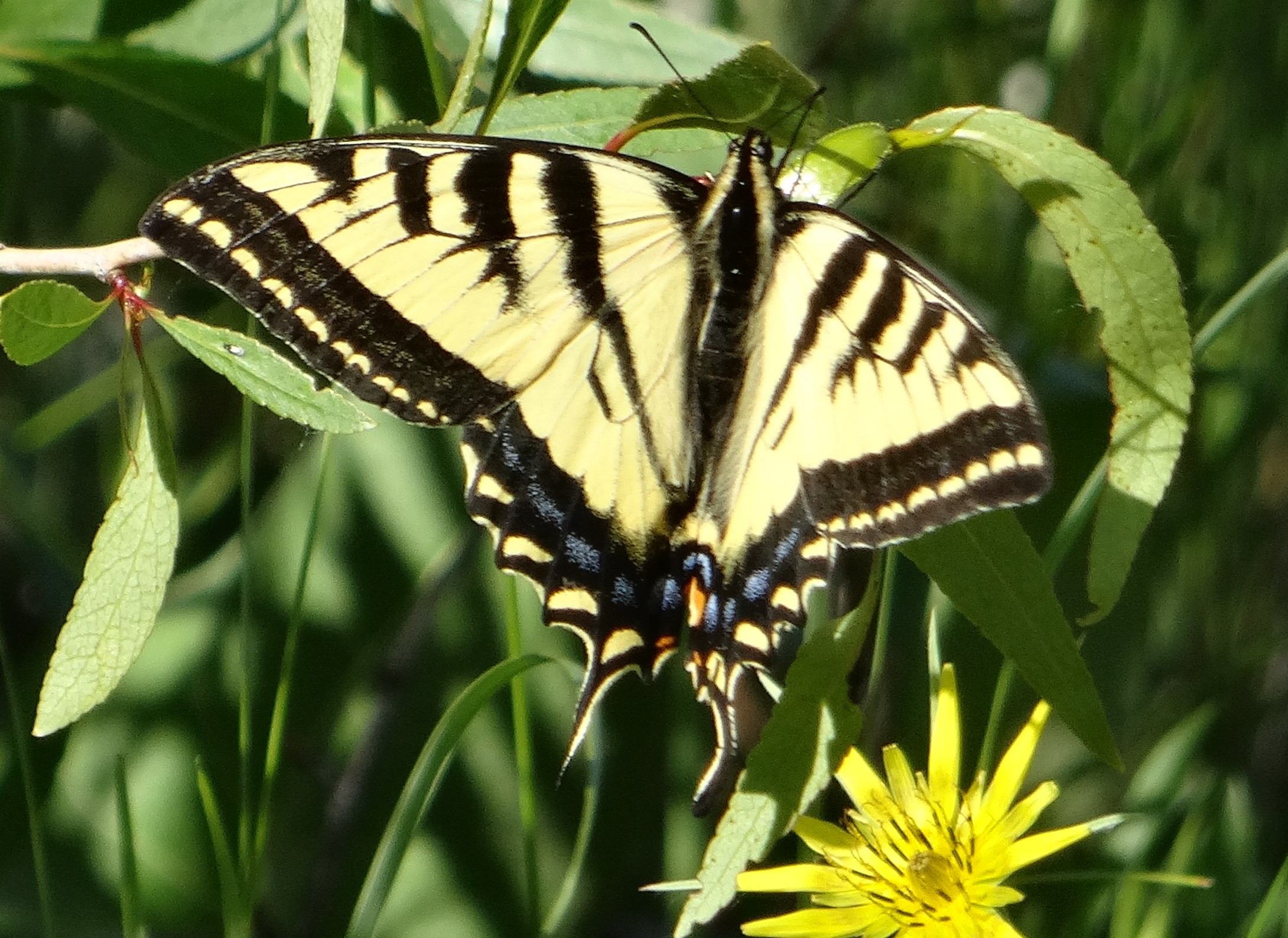 Beautiful Butterflies of Wyoming – Detective Gluck