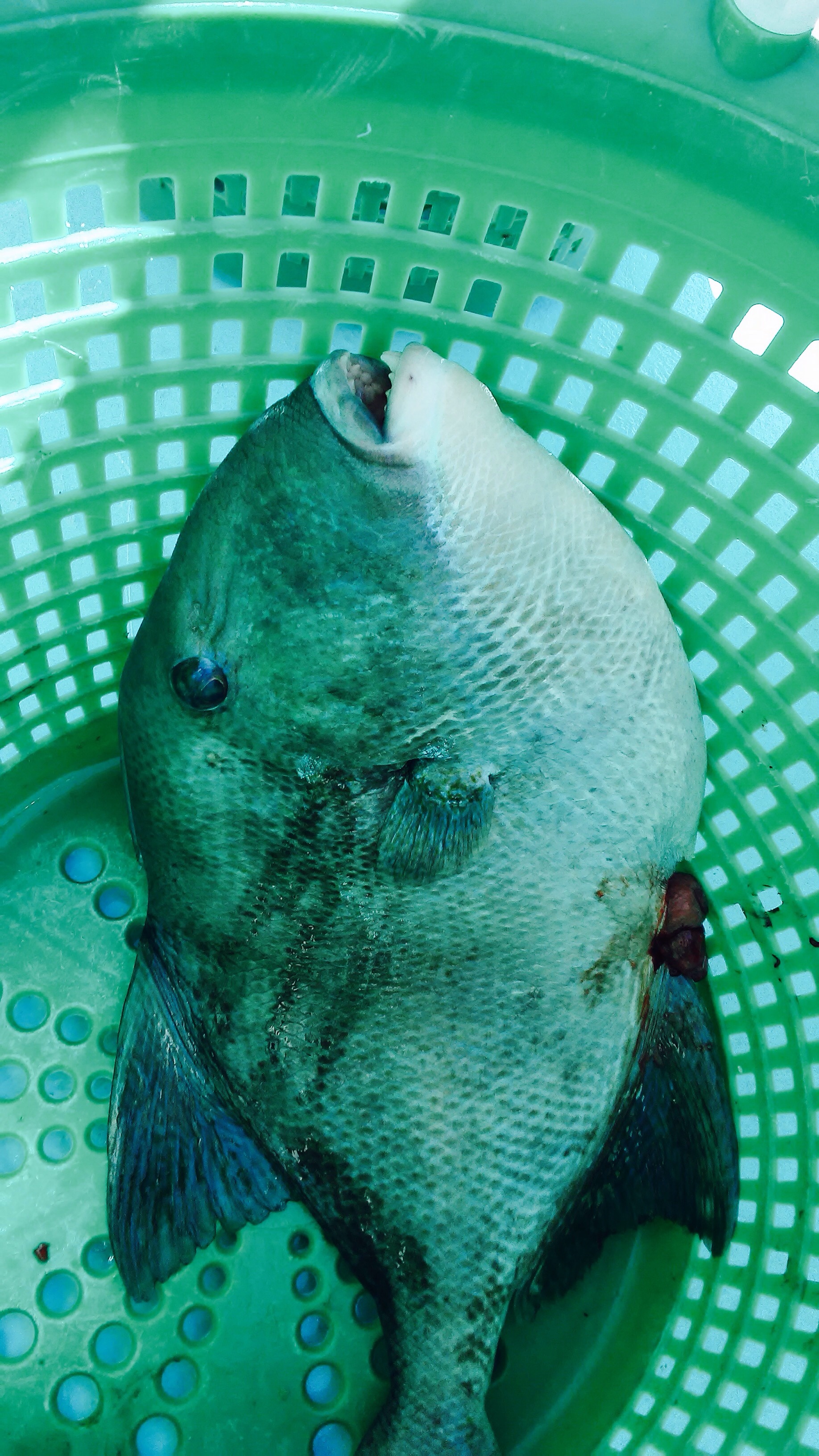 Tricky Triggerfish: Designed for Defense – Detective Gluck