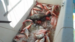 Let’s Catch Some Mingo Snappers! – Detective Gluck