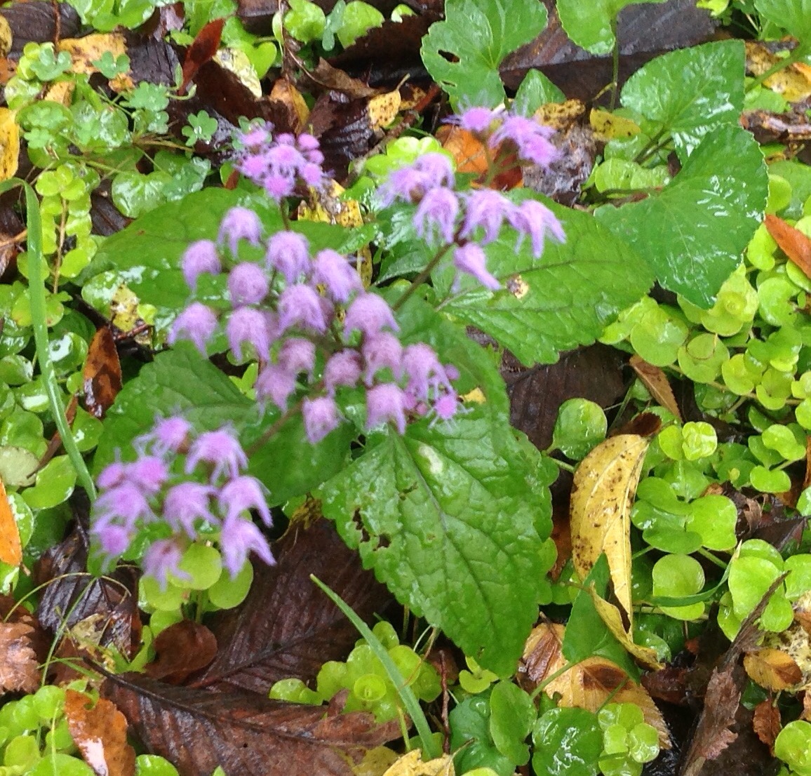 Discover the Mystic Mist Flower – Detective Gluck